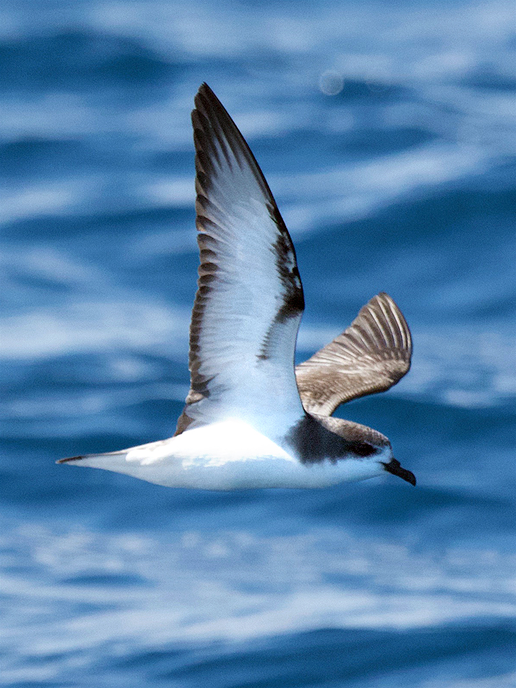 Pycroft's petrel | New Zealand Birds Online