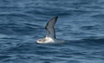 Pycroft's petrel | New Zealand Birds Online