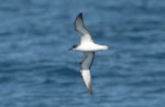 Pycroft's petrel | New Zealand Birds Online