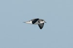 Pycroft's petrel | New Zealand Birds Online