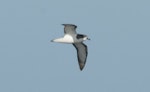 Pycroft's petrel | New Zealand Birds Online