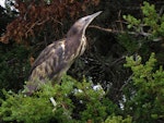 Australasian bittern | Matuku-hūrepo | New Zealand Birds Online