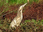 Australasian bittern | Matuku-hūrepo | New Zealand Birds Online