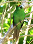 Orange-fronted parakeet | Kākāriki karaka | New Zealand Birds Online