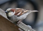 House sparrow | Tiu | New Zealand Birds Online
