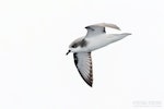 Pycroft's petrel | New Zealand Birds Online